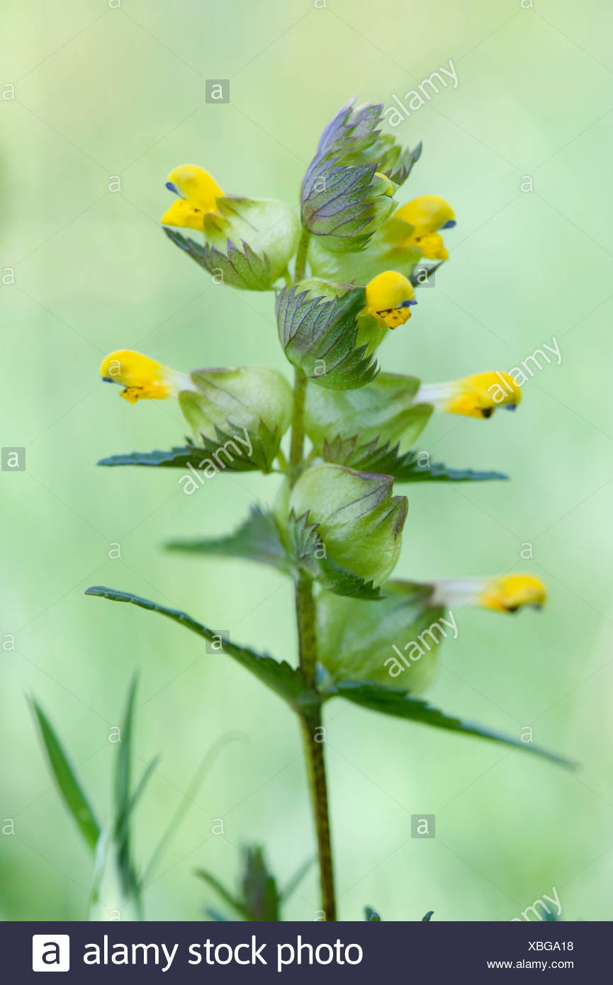 Yellow Rattle Plant Stock Photos & Yellow Rattle Plant Stock Images - Alamy