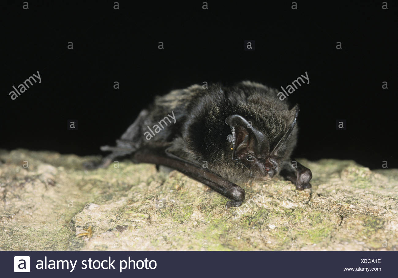 Barbastelle Bats High Resolution Stock Photography and Images - Alamy