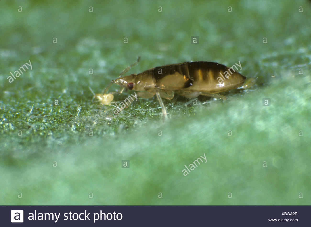 Western Flower Thrip Frankliniella Occidentalis High Resolution Stock ...