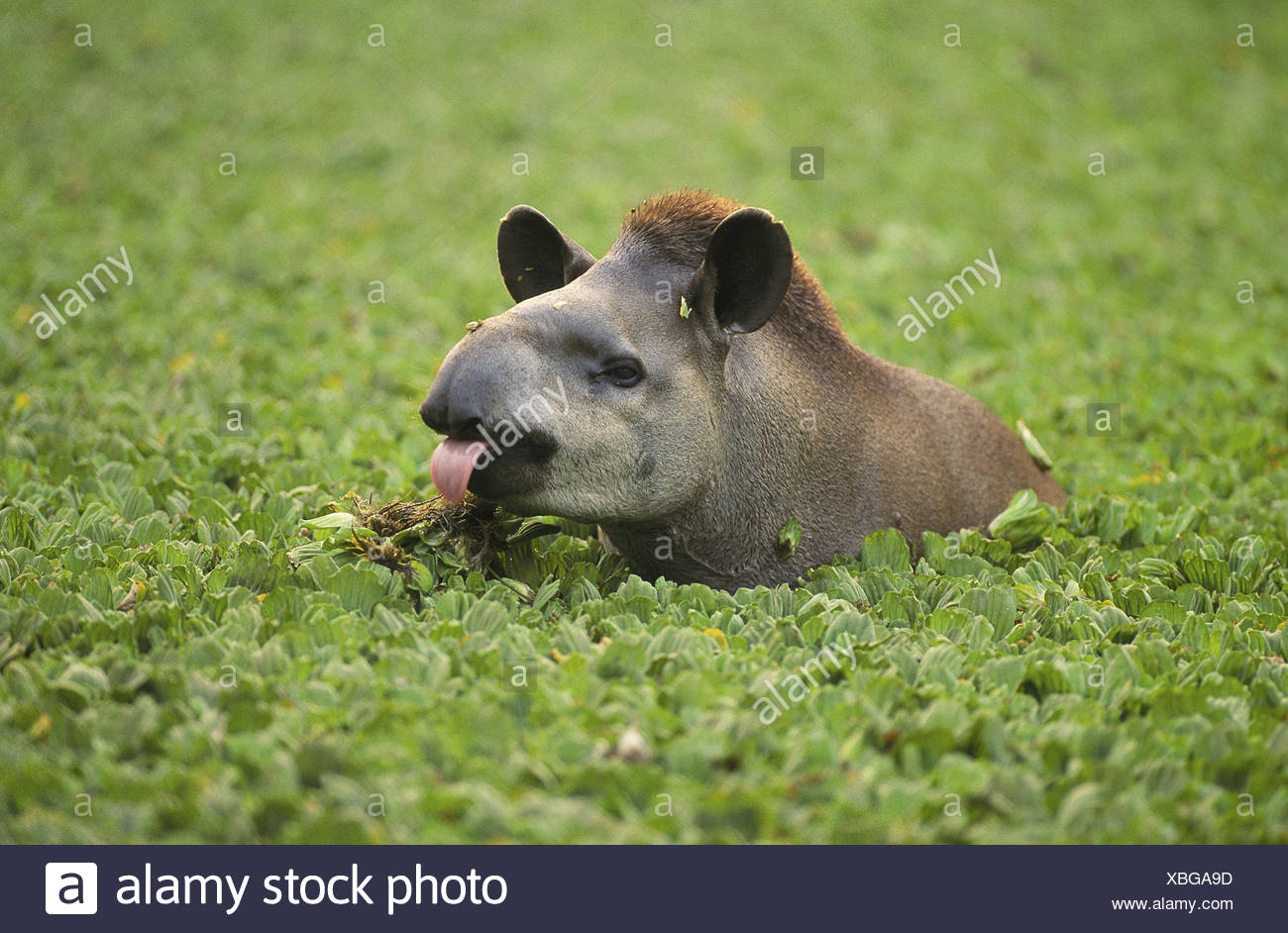 Tapir Tongue Animal Stock Photos & Tapir Tongue Animal Stock Images - Alamy