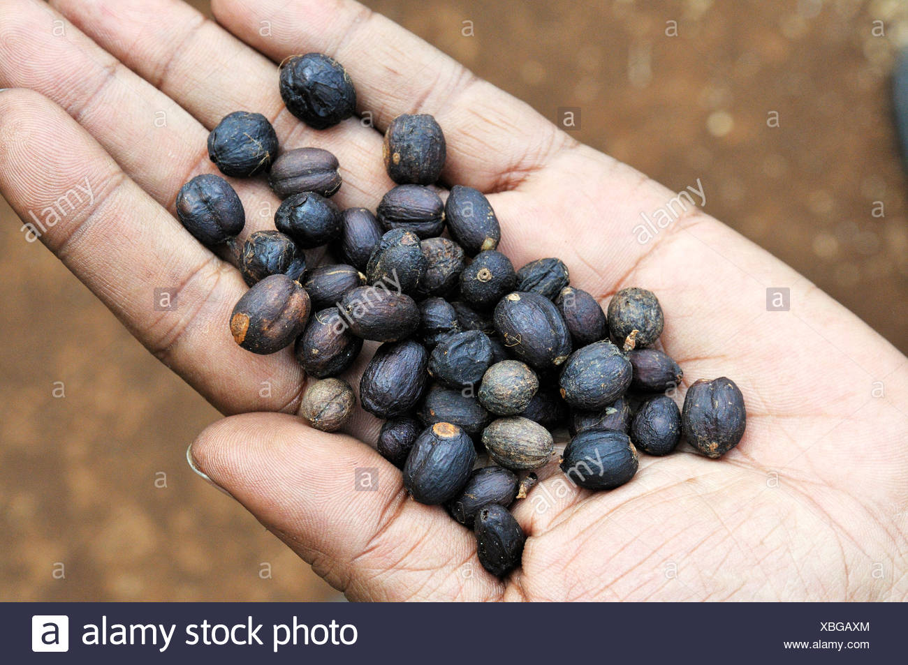 Kaffa Region High Resolution Stock Photography and Images - Alamy