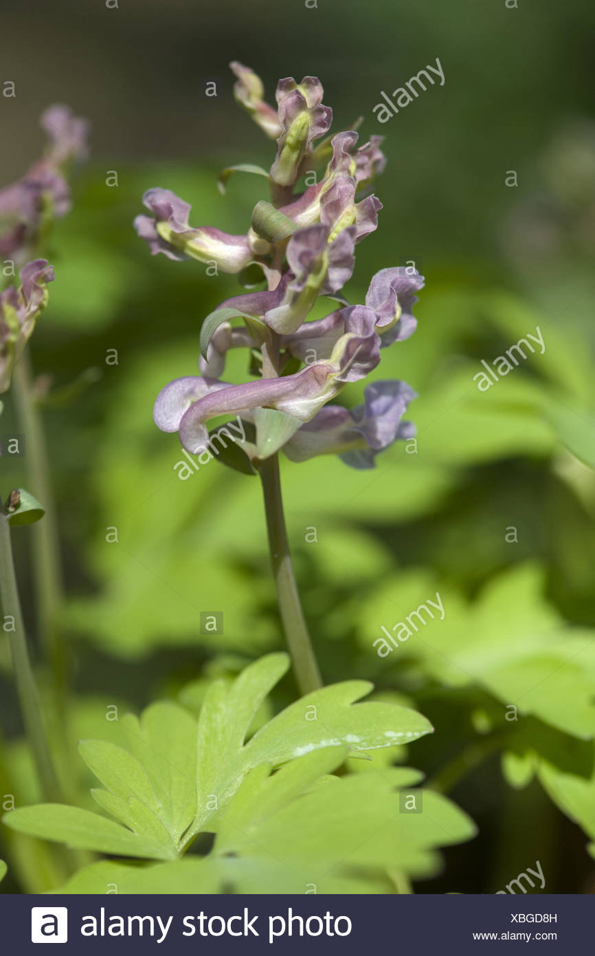 Corydalis Flower High Resolution Stock Photography and Images - Alamy