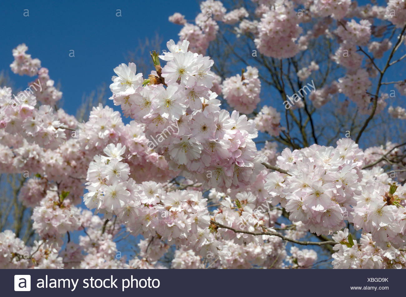 Prunus X Accolade High Resolution Stock Photography and Images - Alamy