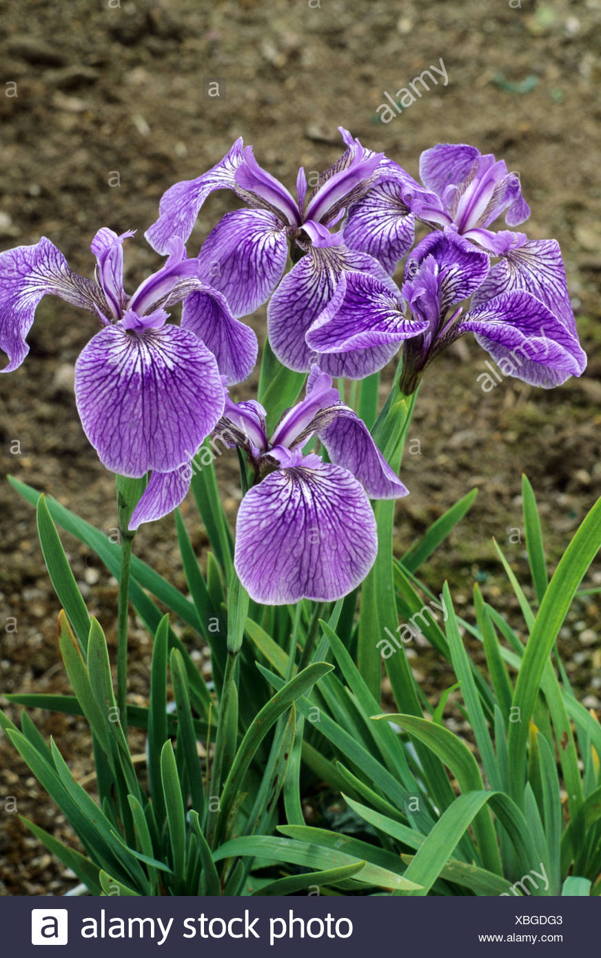 Iris Setosa High Resolution Stock Photography and Images - Alamy