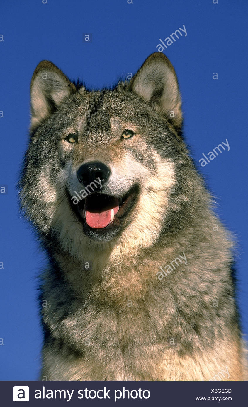North American Grey Wolf Canis Lupus Occidentalis Stock Photos & North ...