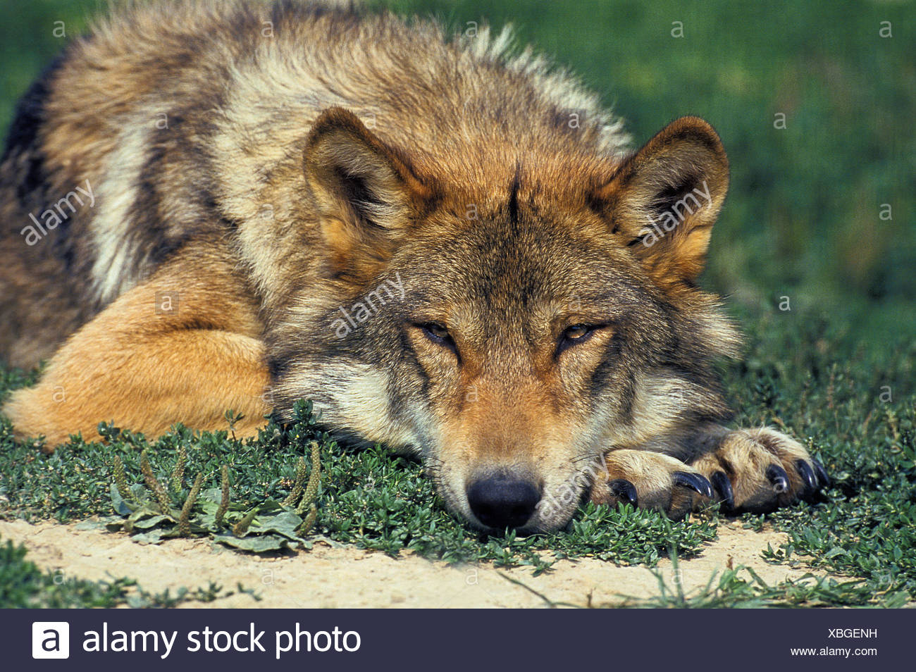 Wolf Laying Down High Resolution Stock Photography and Images - Alamy