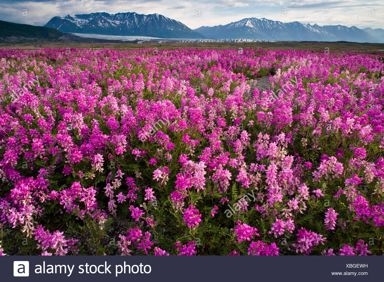 Field Of Wild Sweet Pea Flowers High Resolution Stock Photography and ...