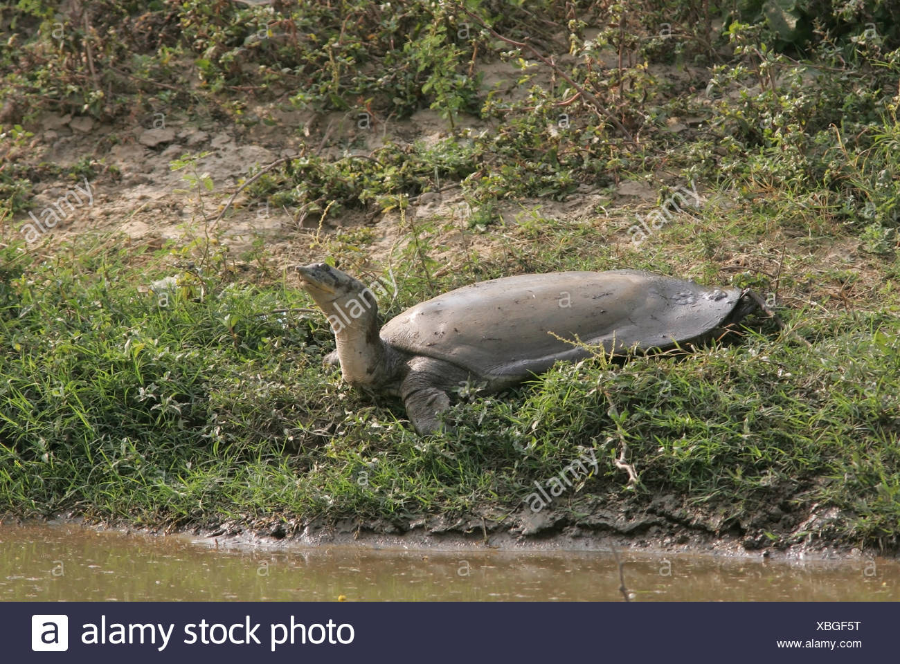 The Asian Softshell Turtle Pelochelys Cantorii High Resolution Stock ...