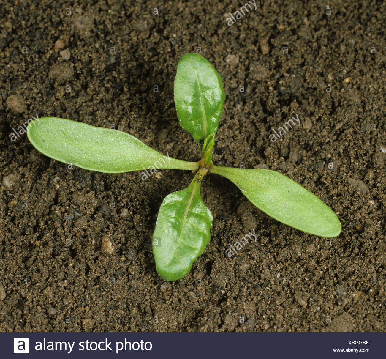 Sugar Beet Leaves High Resolution Stock Photography and Images - Alamy