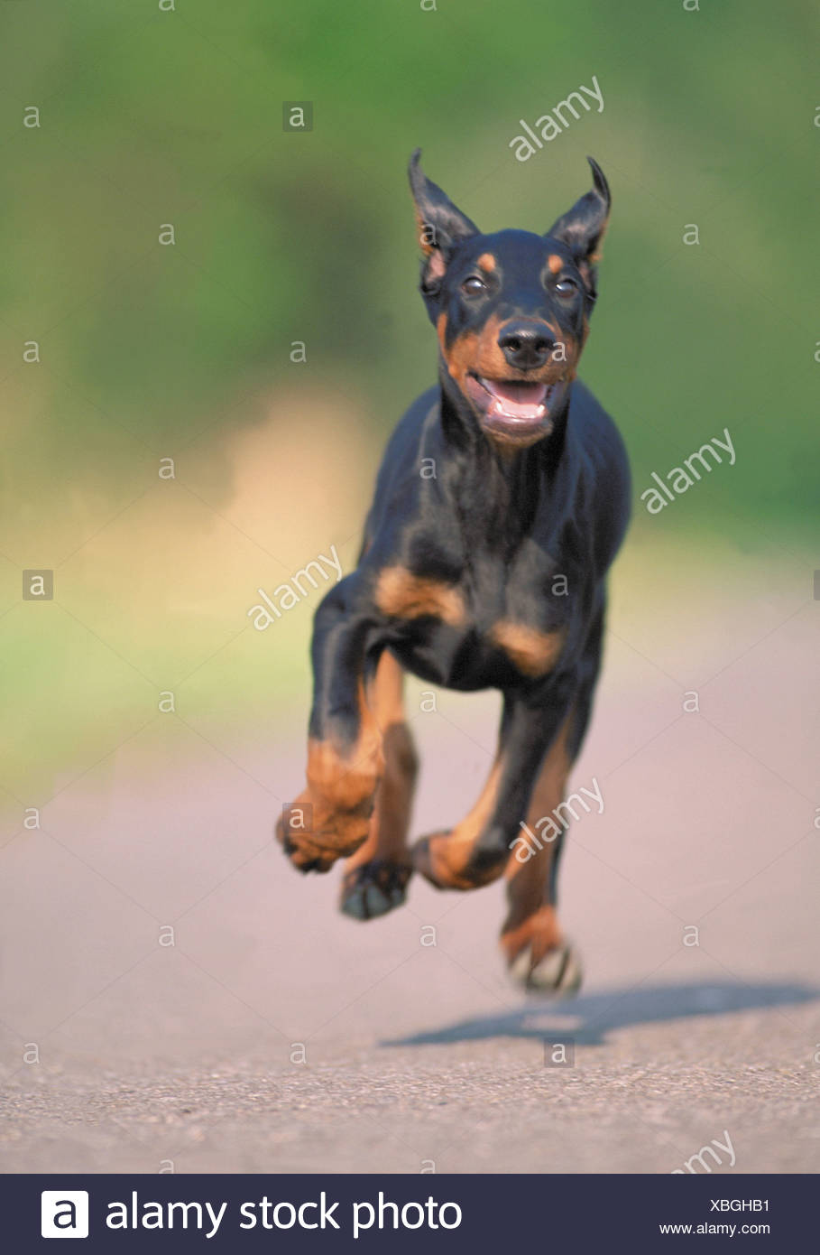 Running Doberman Pinscher Stock Photos & Running Doberman Pinscher ...