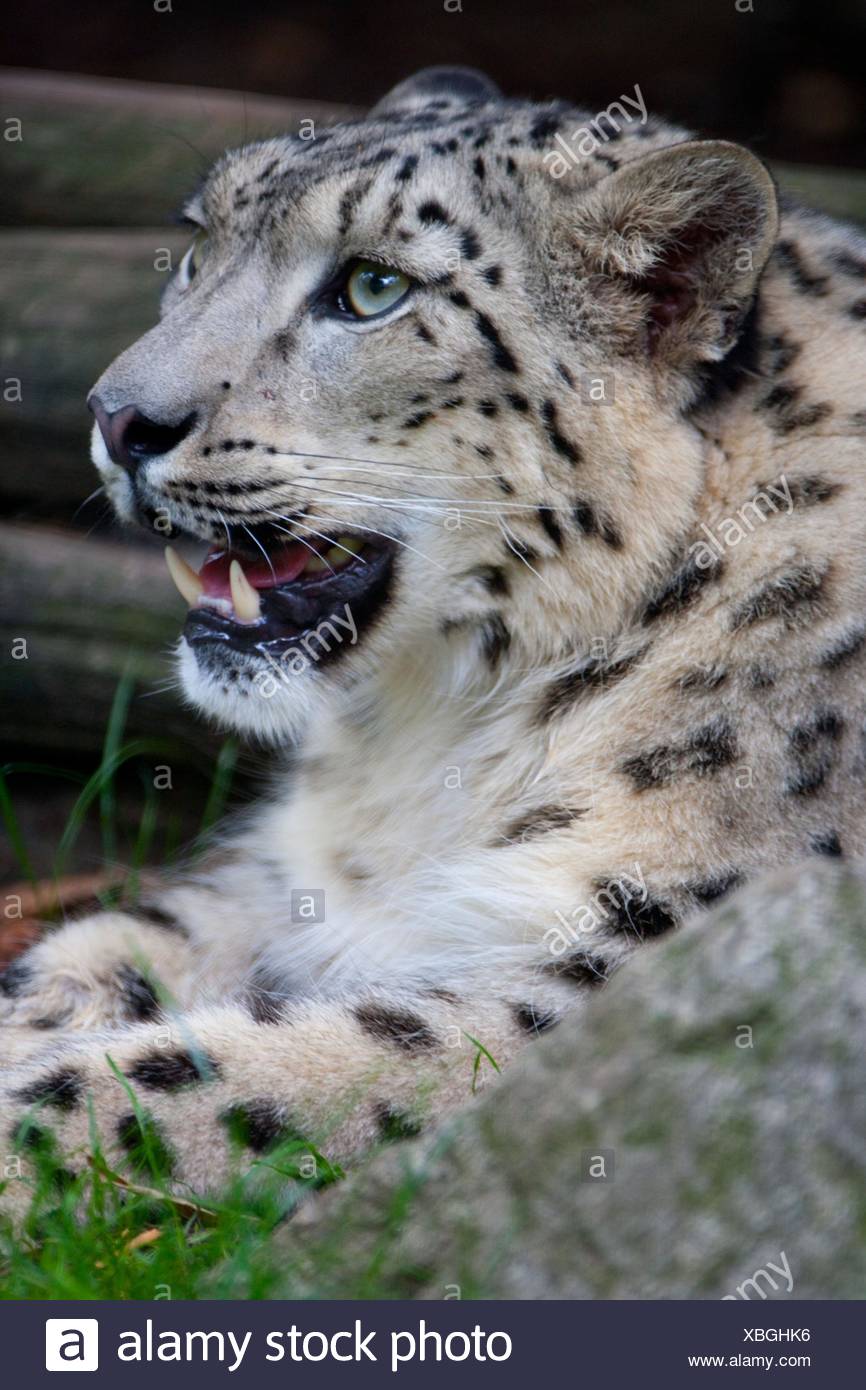 Snow Leopard Side View Stock Photos & Snow Leopard Side View Stock Images - Alamy