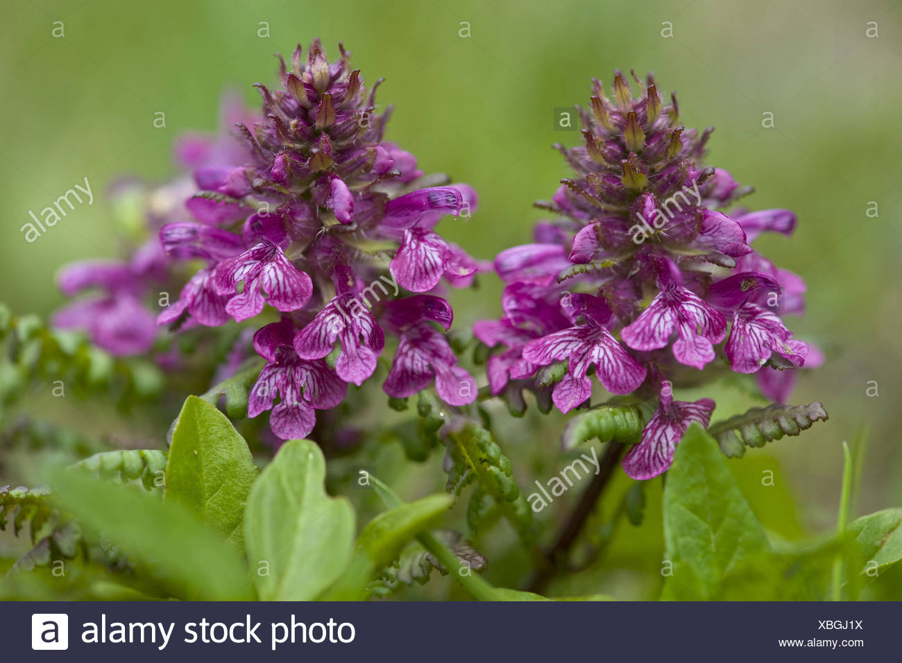 Pedicularis Verticillata Nature High Resolution Stock Photography and ...