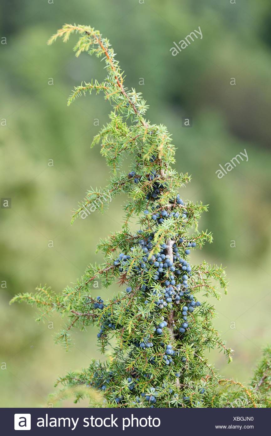 Cypress Fruits High Resolution Stock Photography and Images - Alamy