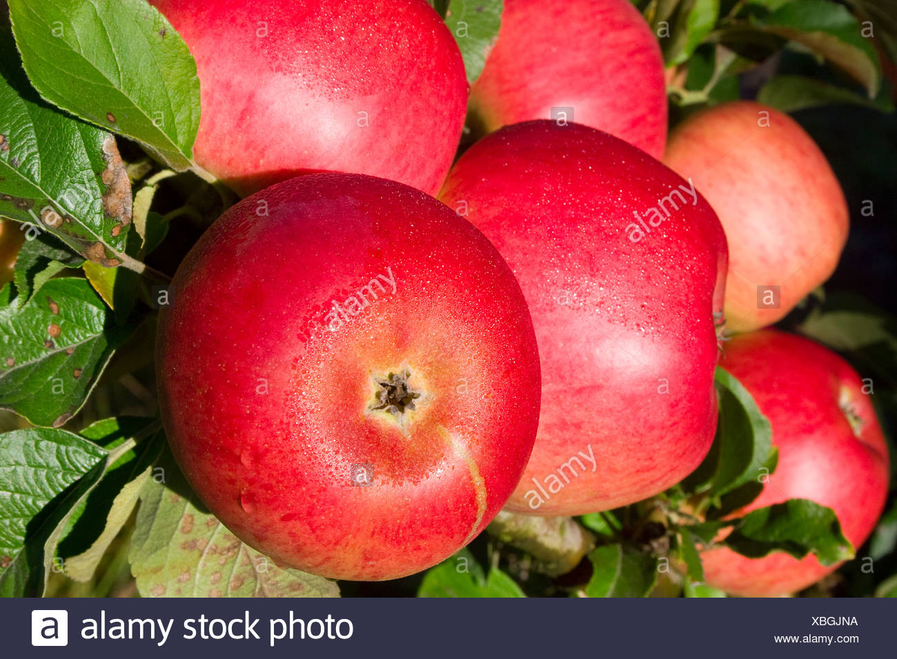 Farms And Fruit Trees High Resolution Stock Photography and Images - Alamy