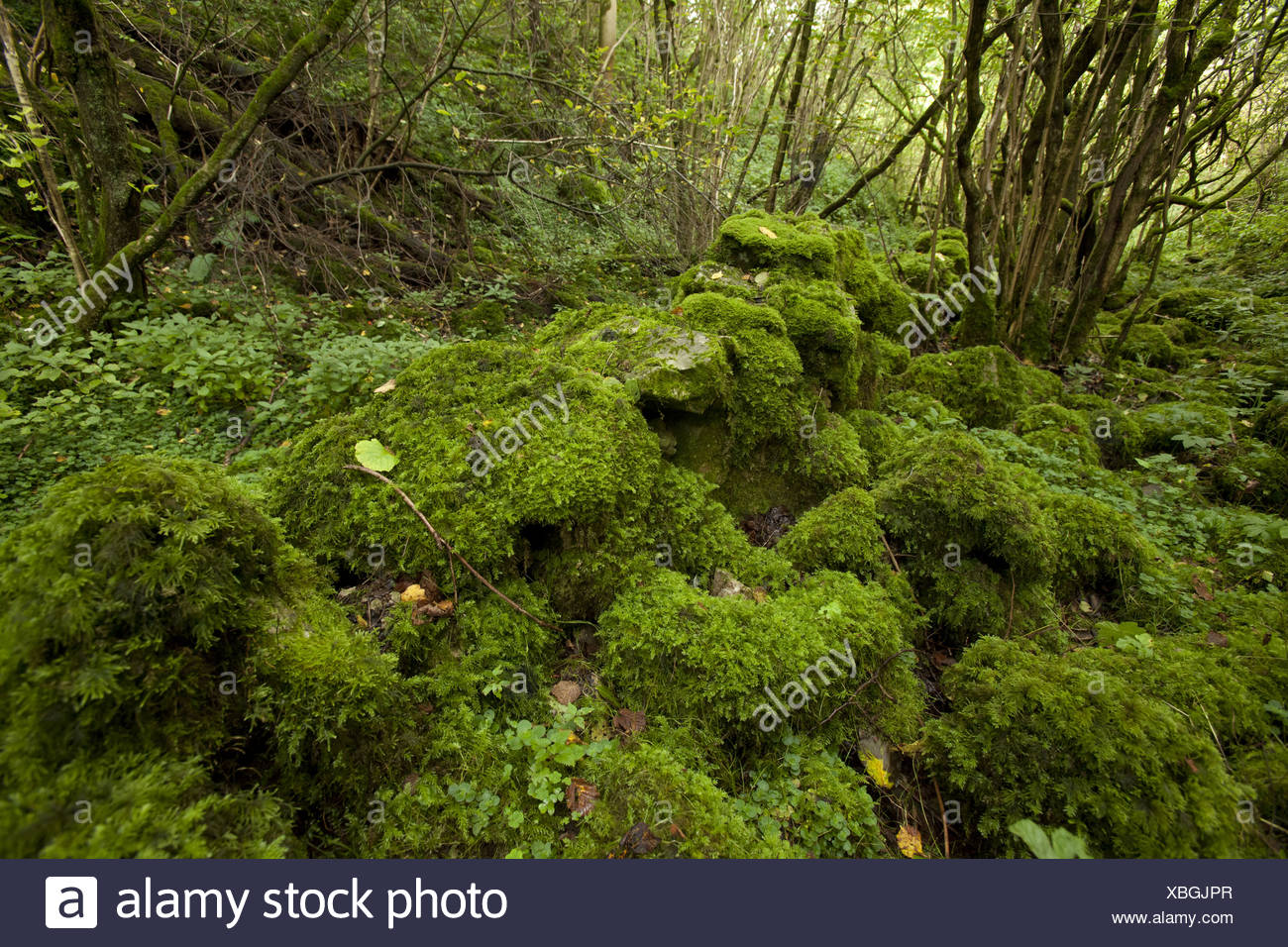 Moist Deciduous Forests High Resolution Stock Photography and Images ...