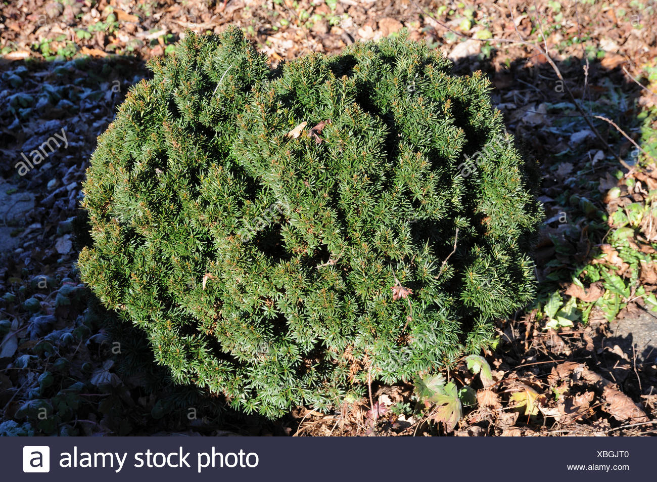 Dwarf Fruit Trees High Resolution Stock Photography and Images - Alamy