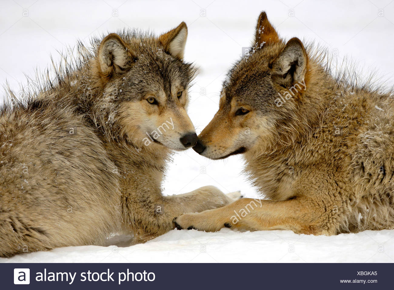 Wolf Cub Snow High Resolution Stock Photography and Images - Alamy