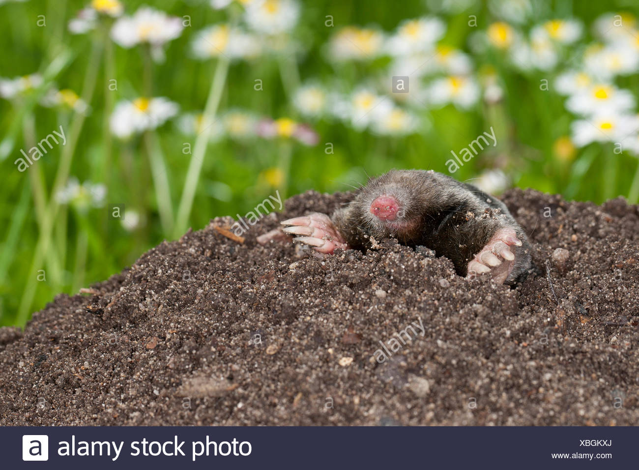 Rooting Out High Resolution Stock Photography and Images - Alamy