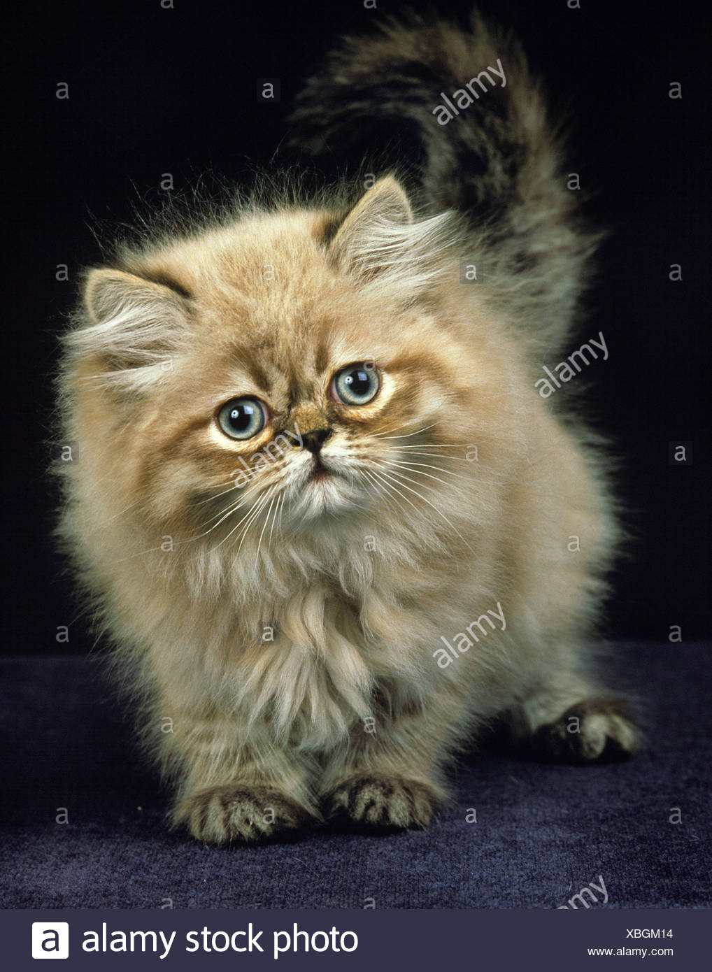 Colourpoint Persian Cat High Resolution Stock Photography and Images ...