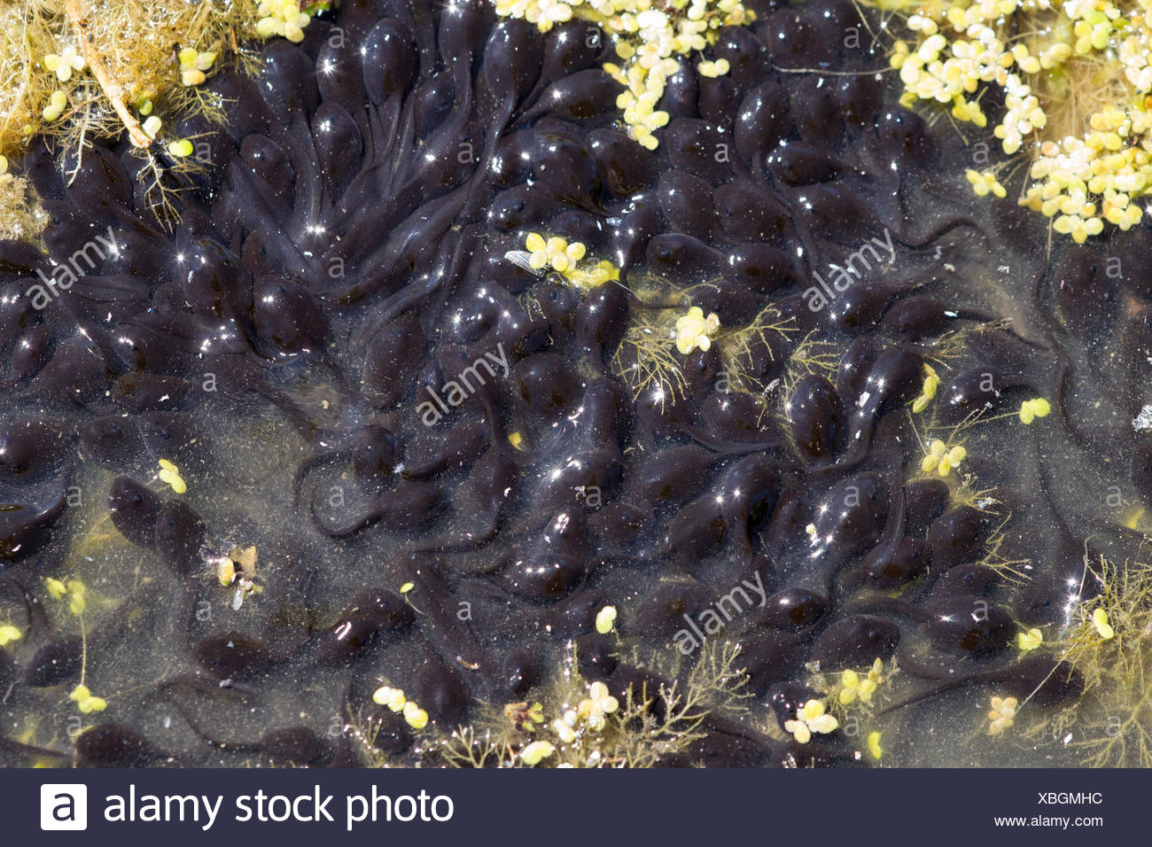 Bufo Bufo Tadpoles High Resolution Stock Photography and Images - Alamy