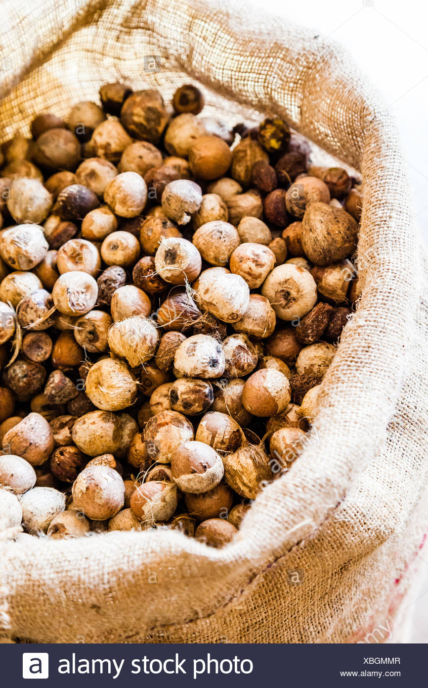 Palm Nuts High Resolution Stock Photography and Images - Alamy