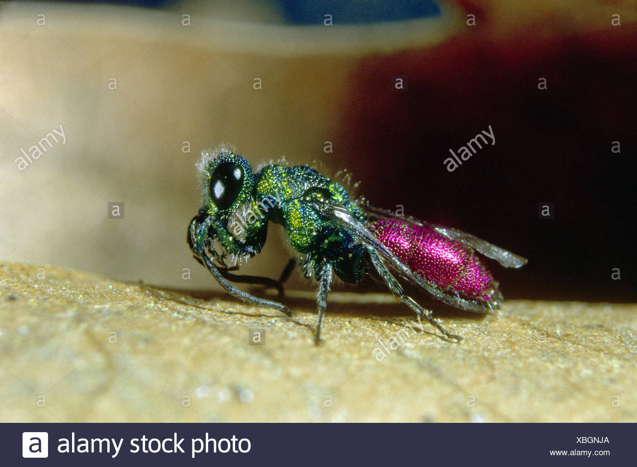 Chrysididae Stock Photos & Chrysididae Stock Images - Alamy