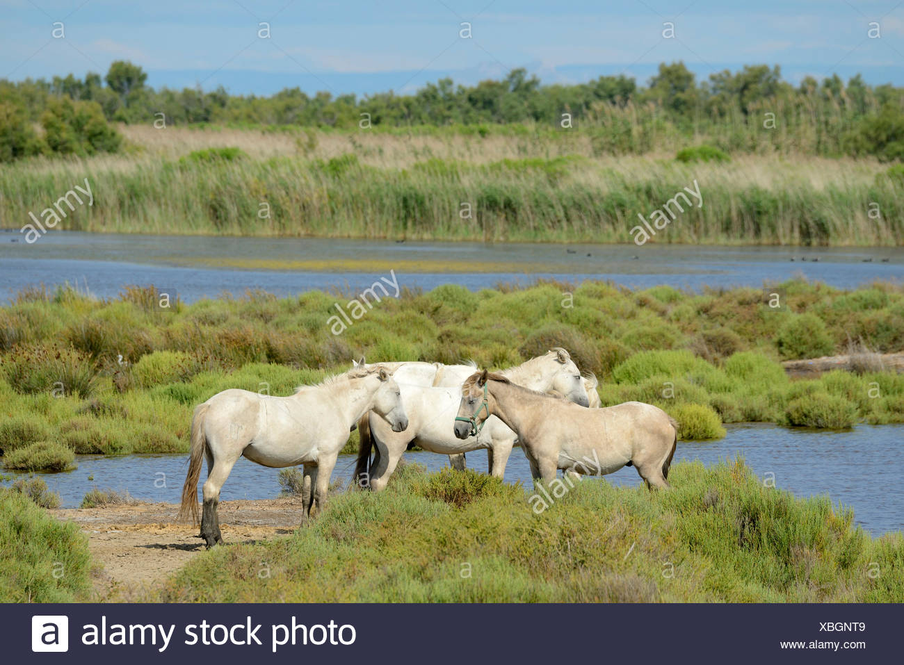 The Camargue High Resolution Stock Photography and Images - Alamy