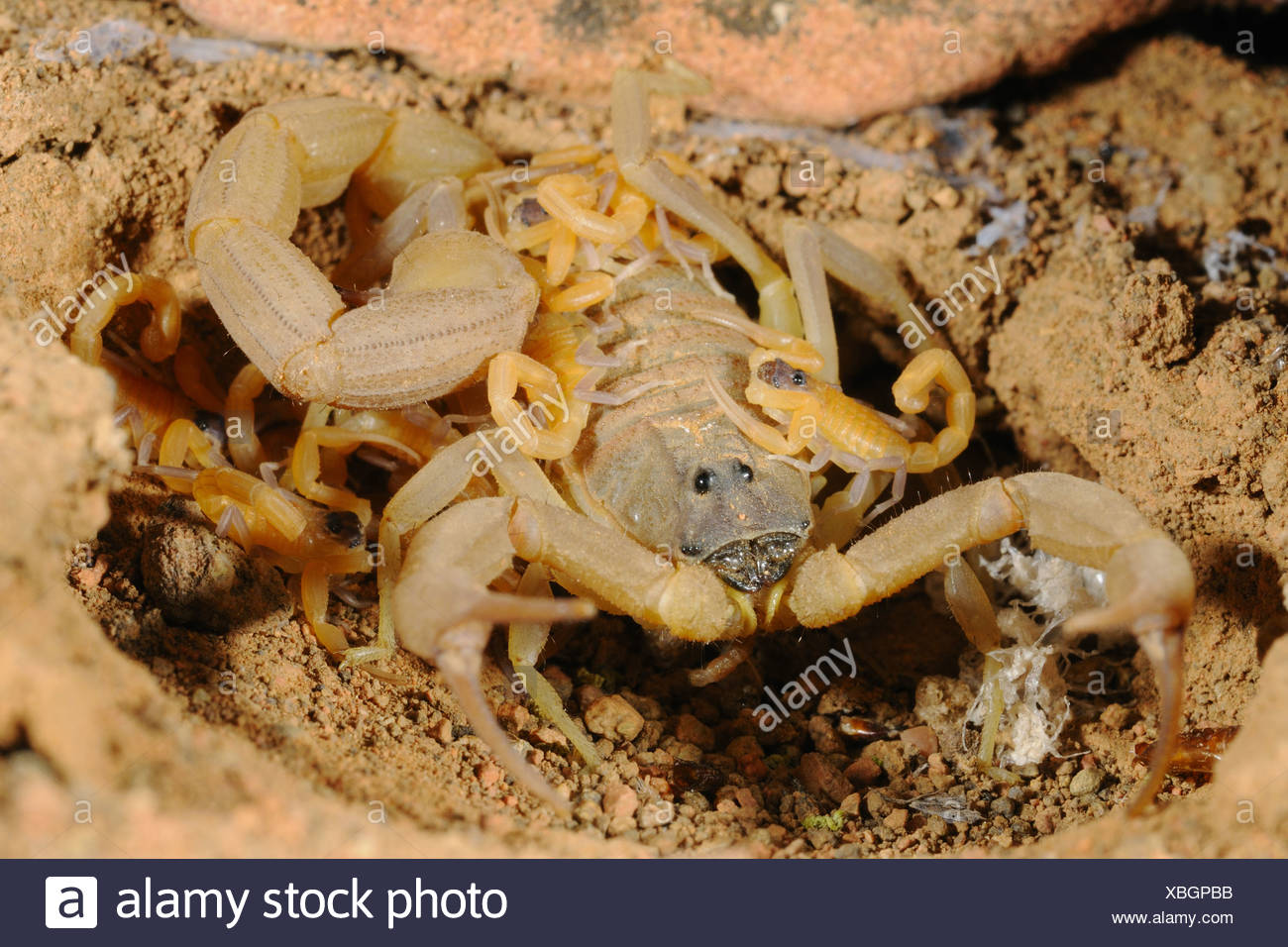 Socotran Stock Photos & Socotran Stock Images - Alamy