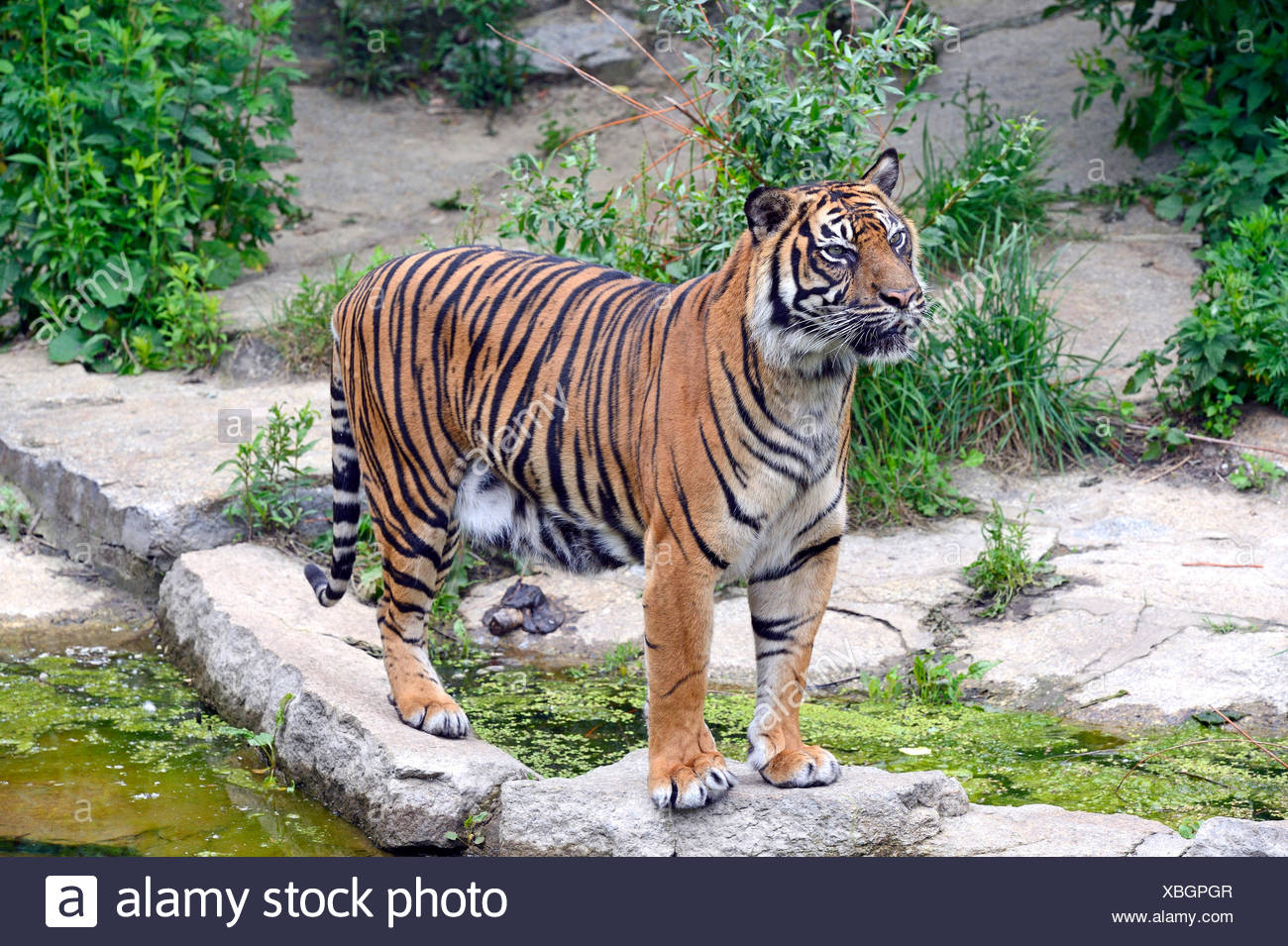 Female Sumatran Tiger High Resolution Stock Photography and Images - Alamy