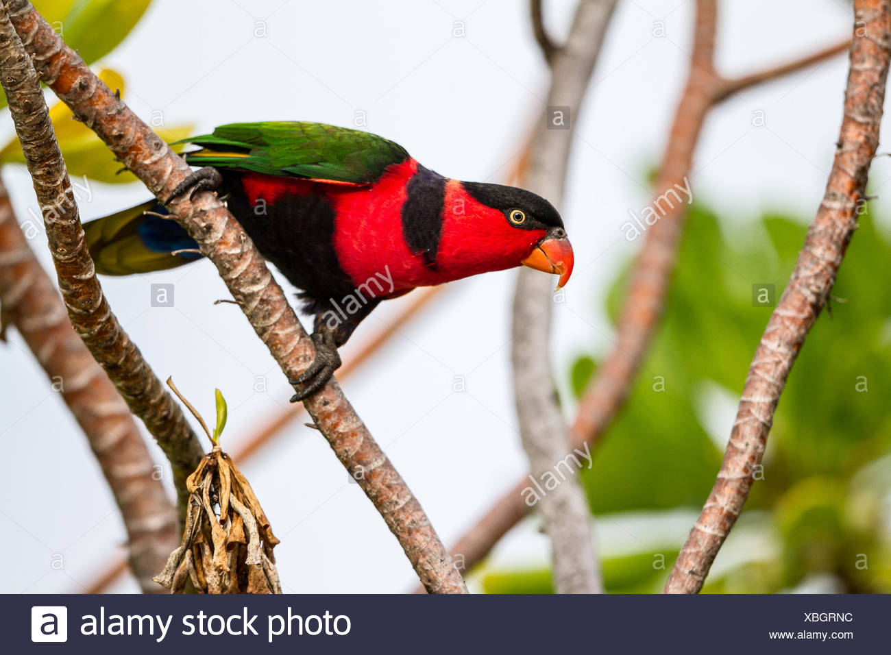 Black Lory High Resolution Stock Photography and Images - Alamy