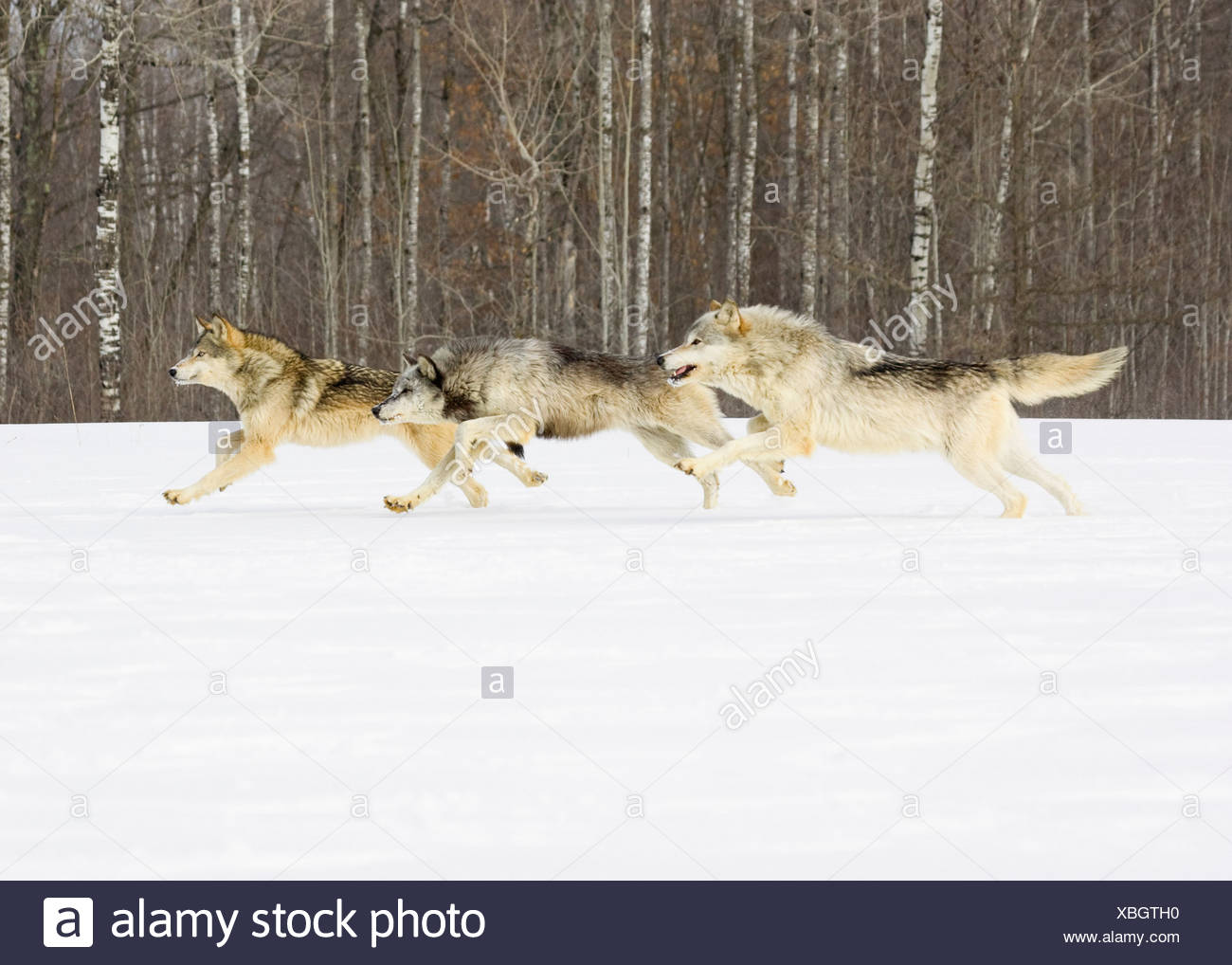 Wolf Pack Running Stock Photos & Wolf Pack Running Stock Images - Alamy