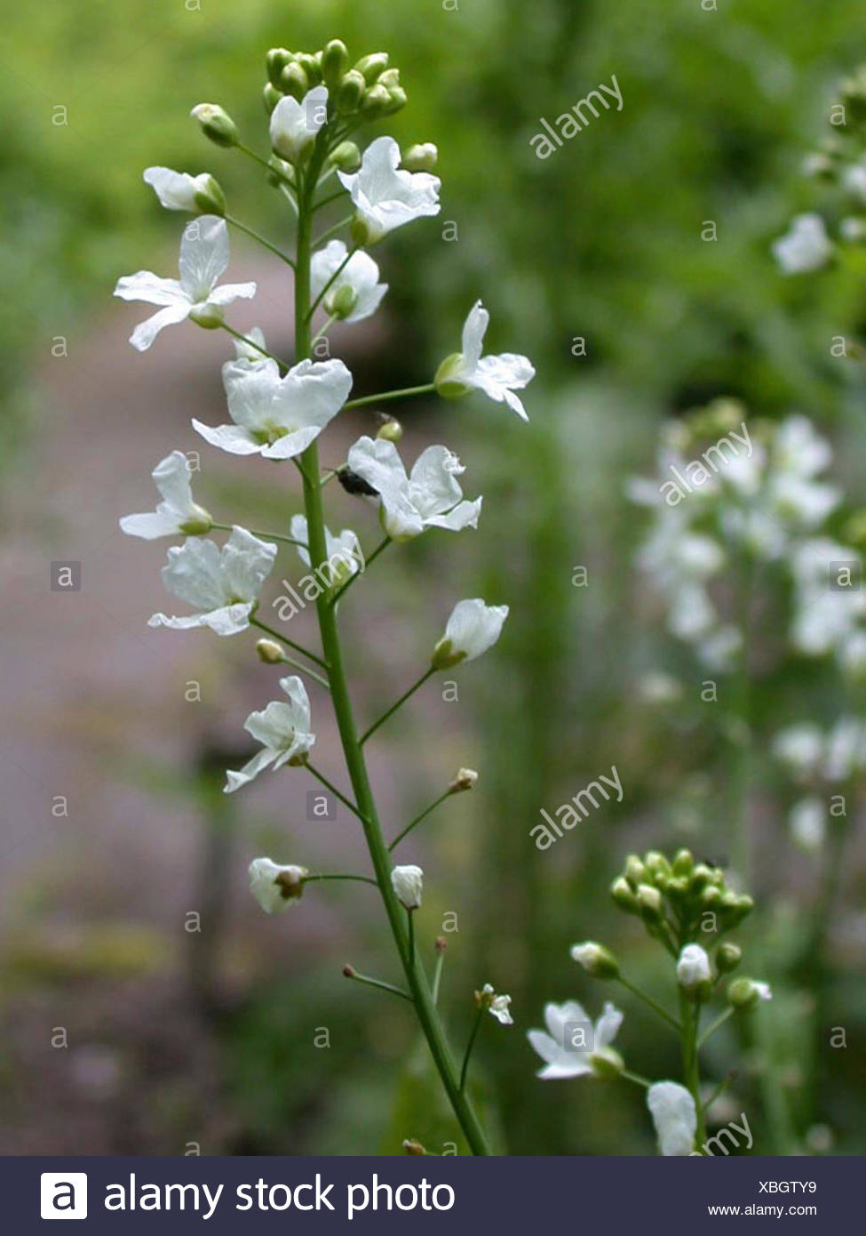 Horse Radish Armoracia Rusticana Stock Photos & Horse Radish Armoracia ...