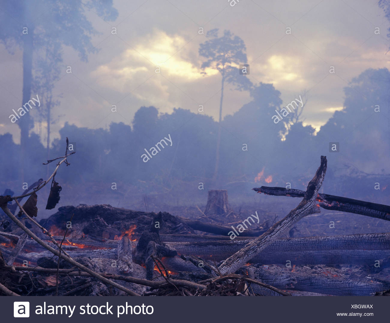 Amazon Rainforest Fire High Resolution Stock Photography and Images - Alamy