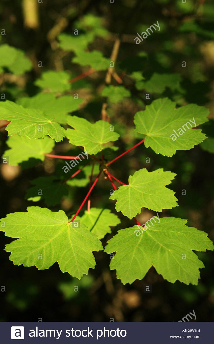 Italian Maple Tree High Resolution Stock Photography and Images - Alamy