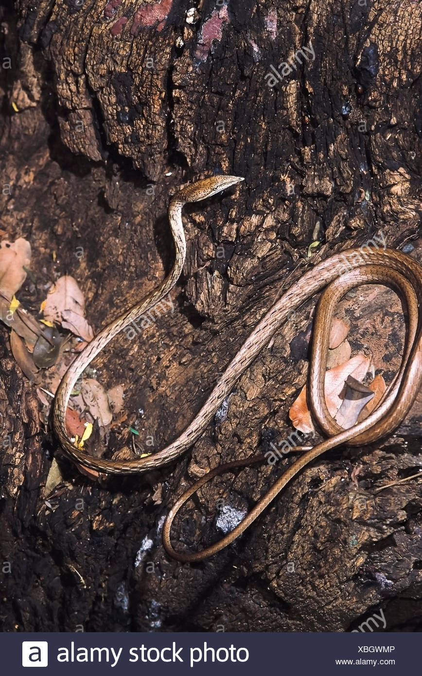 Snakes Of Maharashtra High Resolution Stock Photography and Images - Alamy