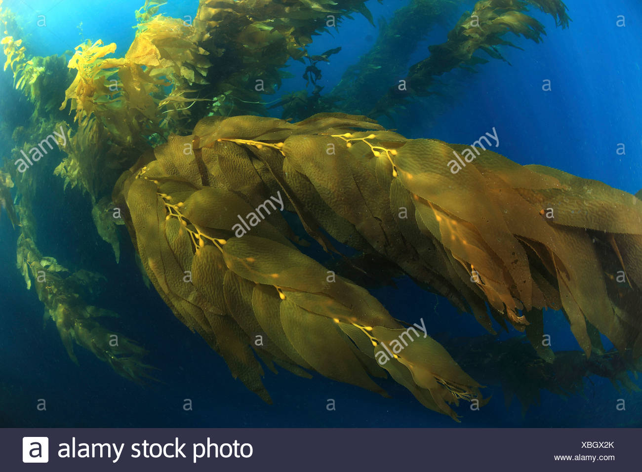 Kelp Underwater High Resolution Stock Photography and Images - Alamy