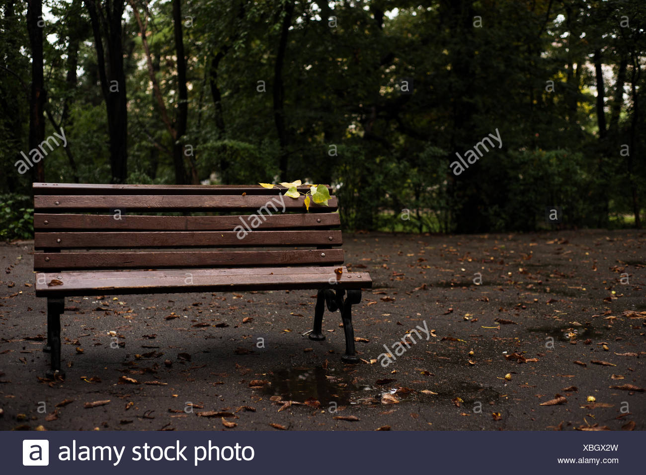 Park Bench On Rainy Day High Resolution Stock Photography and Images ...