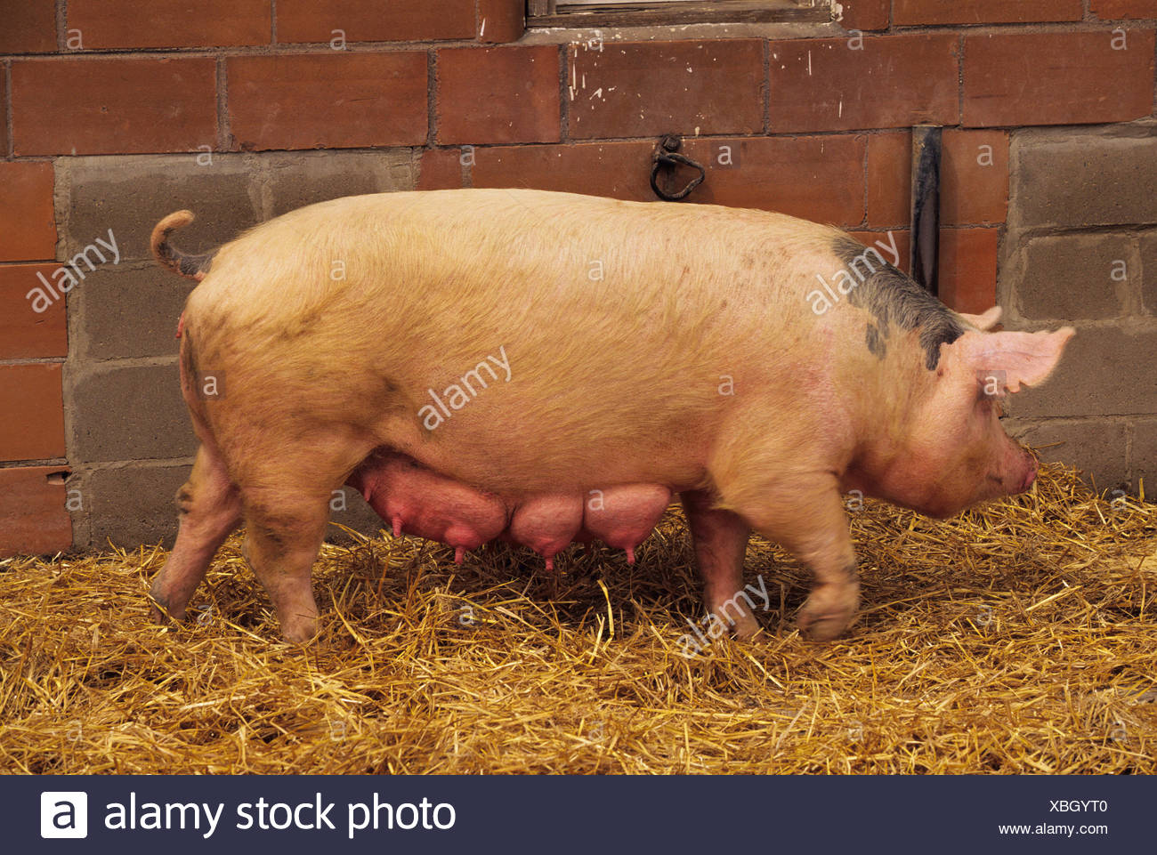 Full Udders Stock Photos & Full Udders Stock Images - Alamy