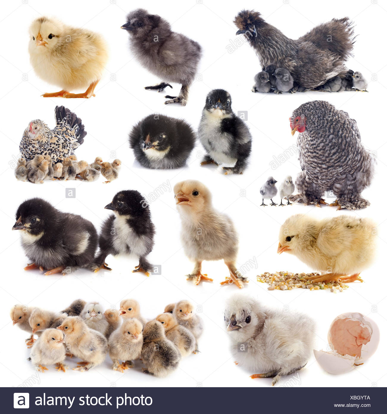 Black Silkie Rooster High Resolution Stock Photography and Images - Alamy