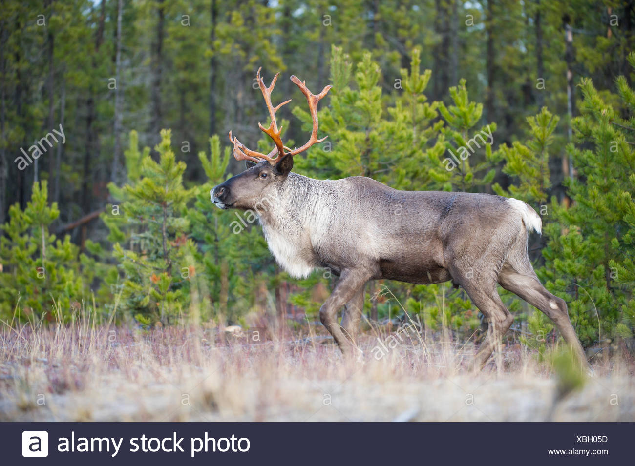Male Caribou High Resolution Stock Photography and Images - Alamy