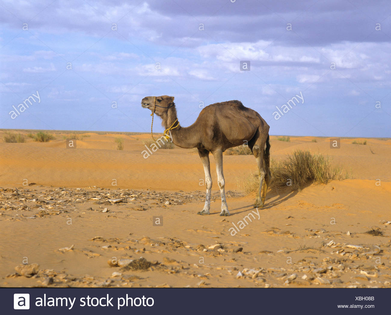 Dromedarius High Resolution Stock Photography and Images - Alamy