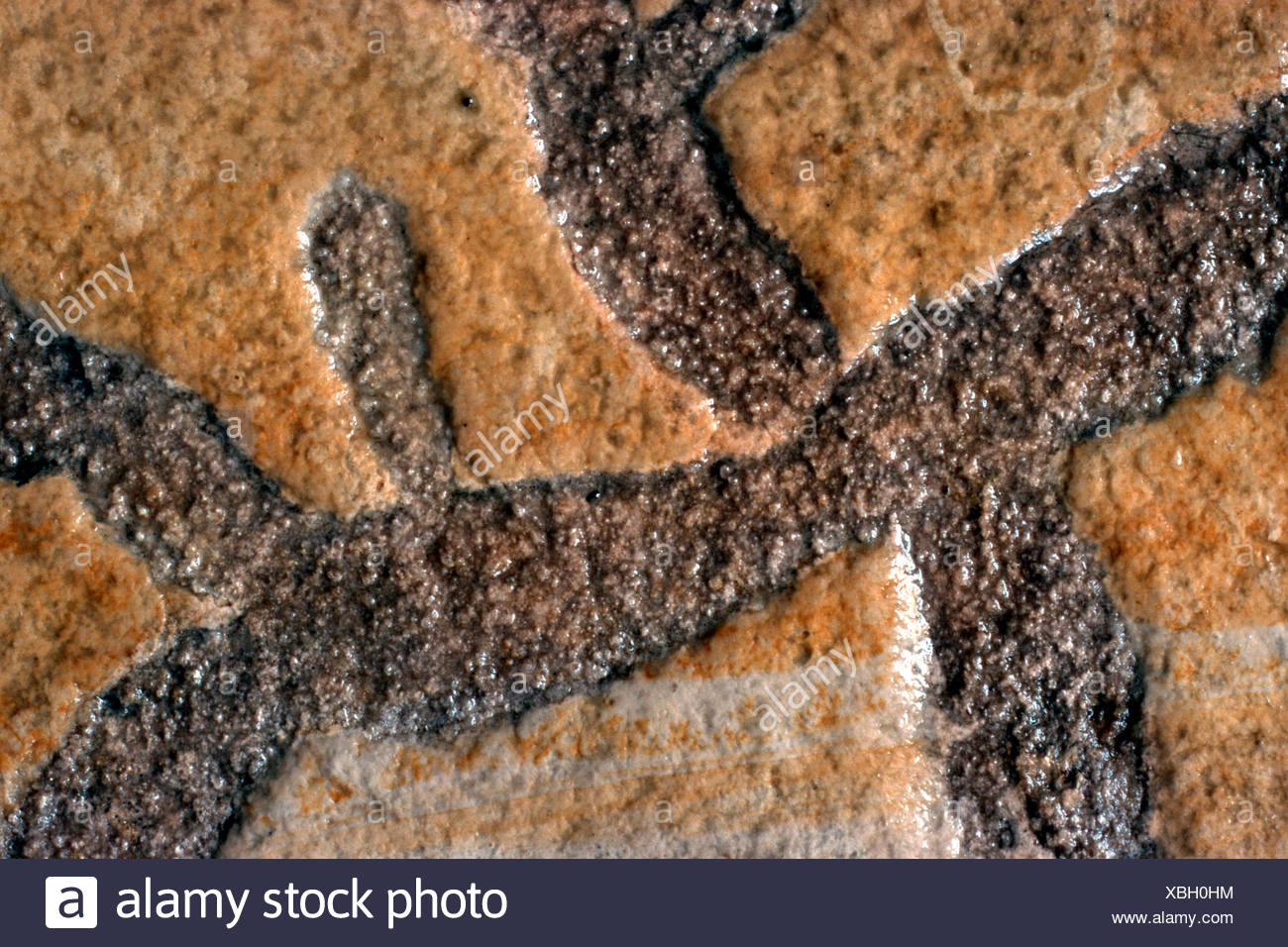 Fossil Sponge High Resolution Stock Photography and Images - Alamy