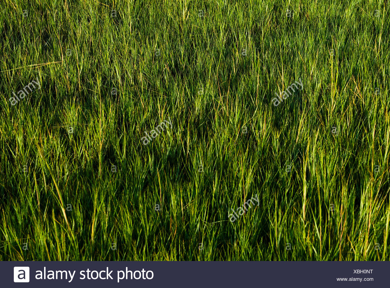 Grass Plant Saltmarsh Seagrass Marsh High Resolution Stock Photography ...