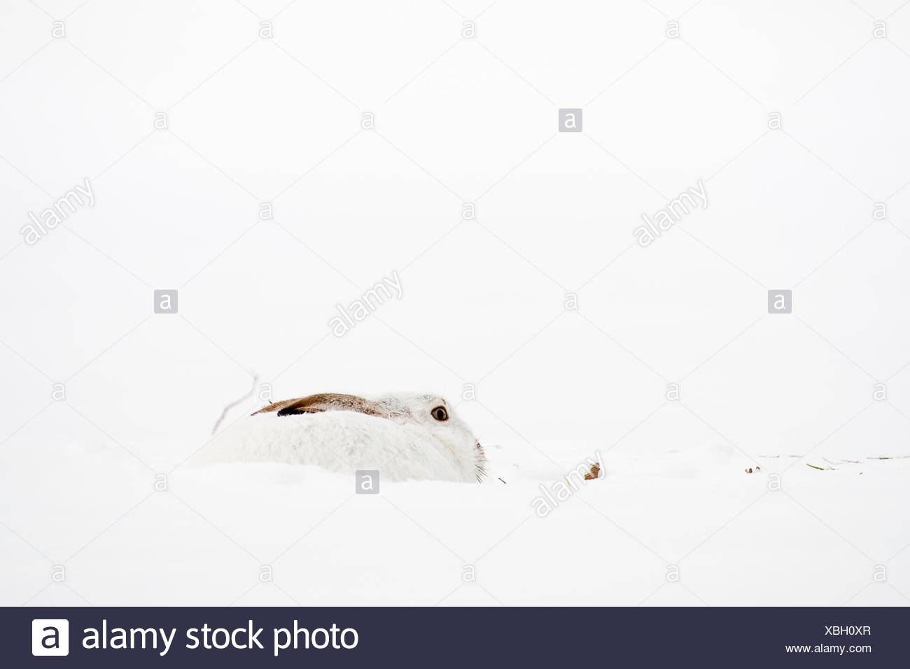 White Rabbit Snow High Resolution Stock Photography and Images - Alamy