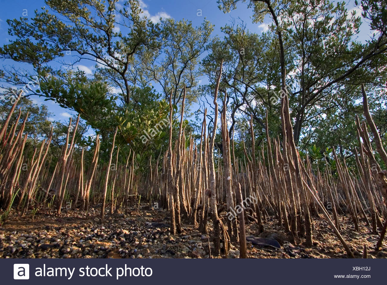 Swamp Red Mangrove Rhizophora Mangle High Resolution Stock Photography ...