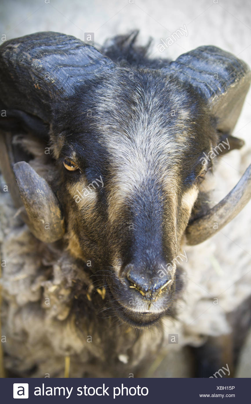 Goat With Big Horns High Resolution Stock Photography and Images - Alamy