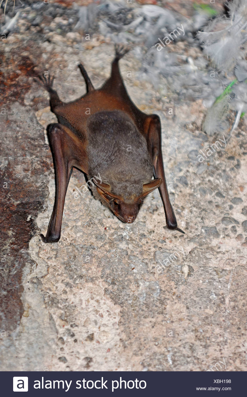 Bat India High Resolution Stock Photography and Images - Alamy