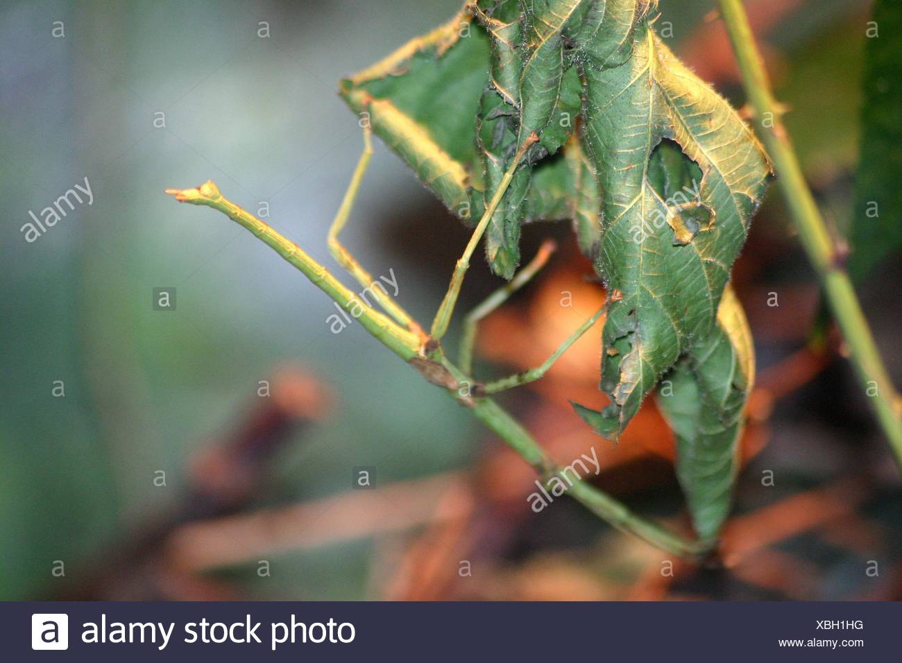 Sipyloidea High Resolution Stock Photography and Images - Alamy