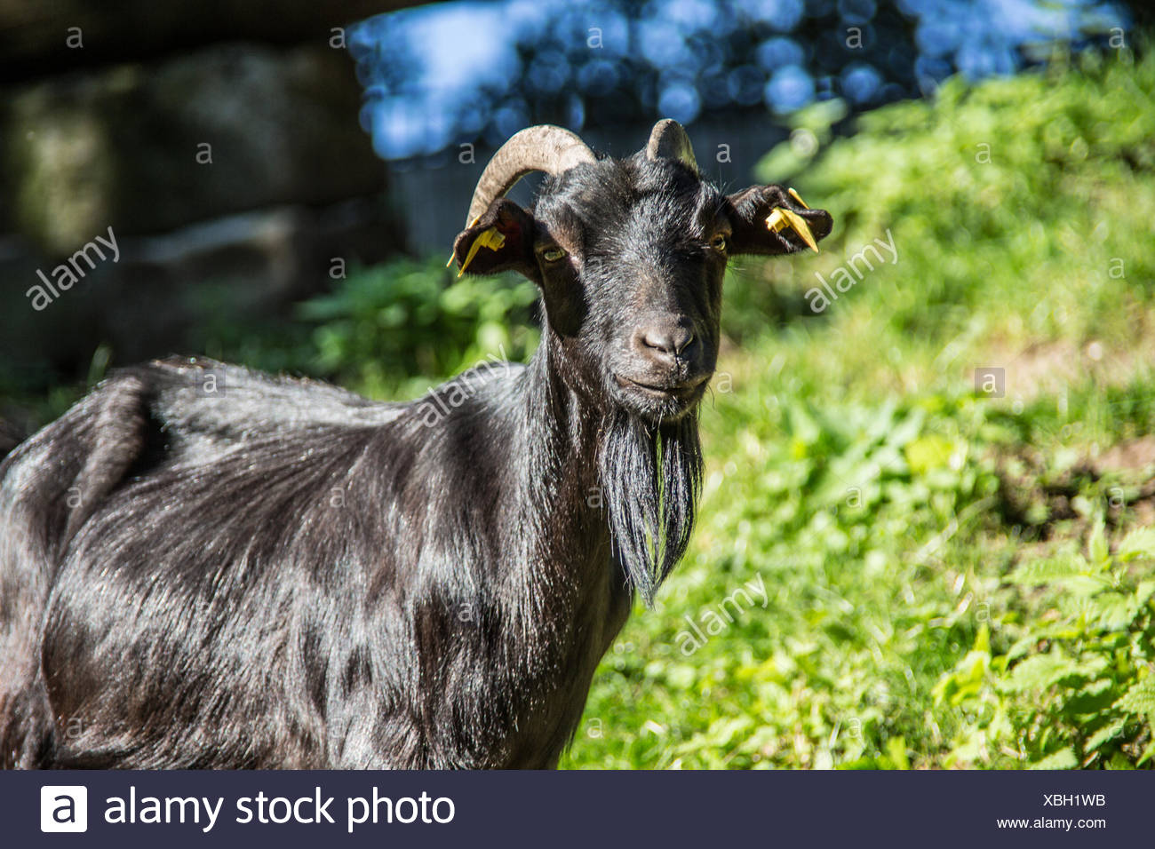 Bergziege High Resolution Stock Photography and Images - Alamy