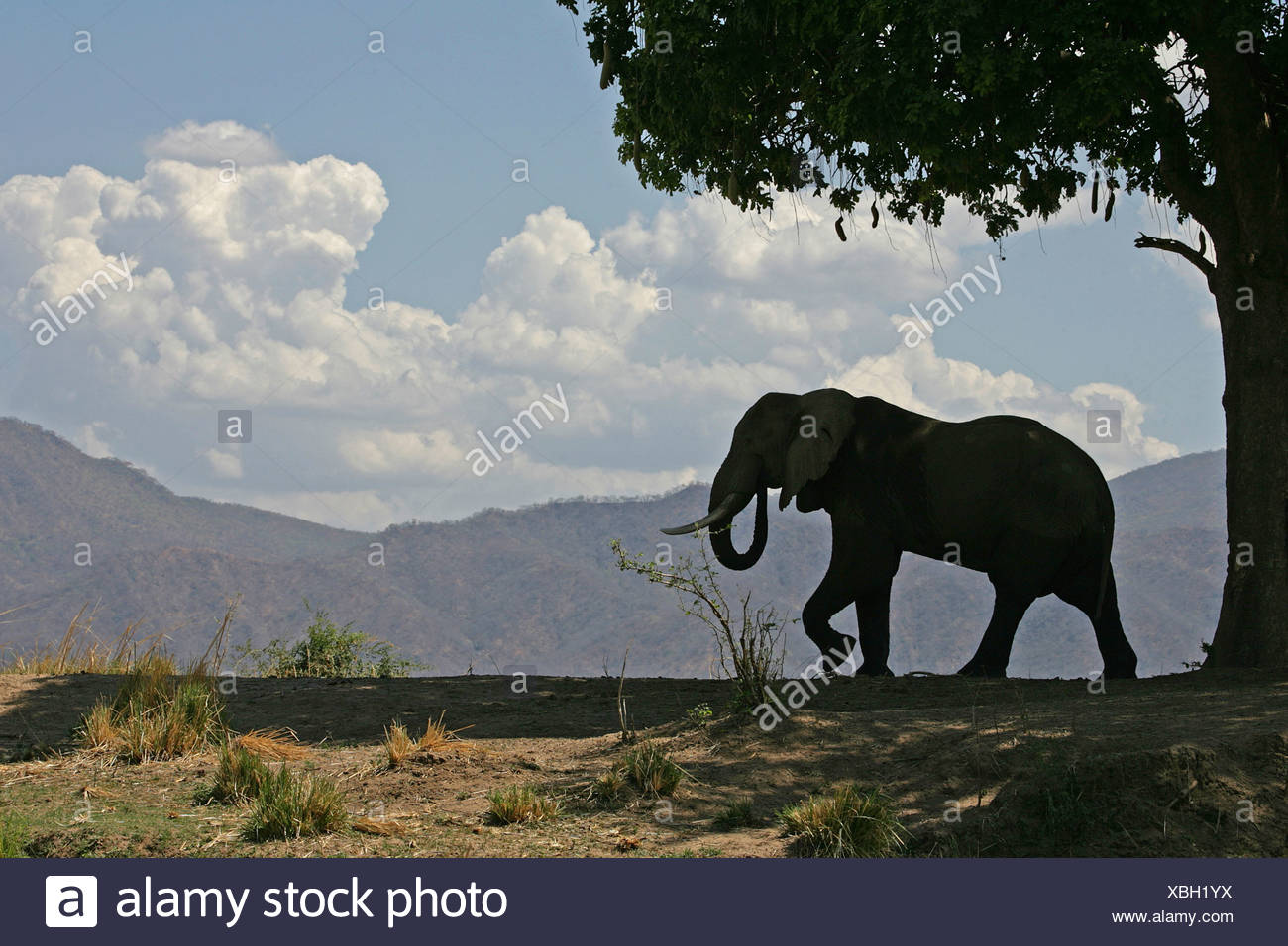 Bull And Bush High Resolution Stock Photography and Images - Alamy